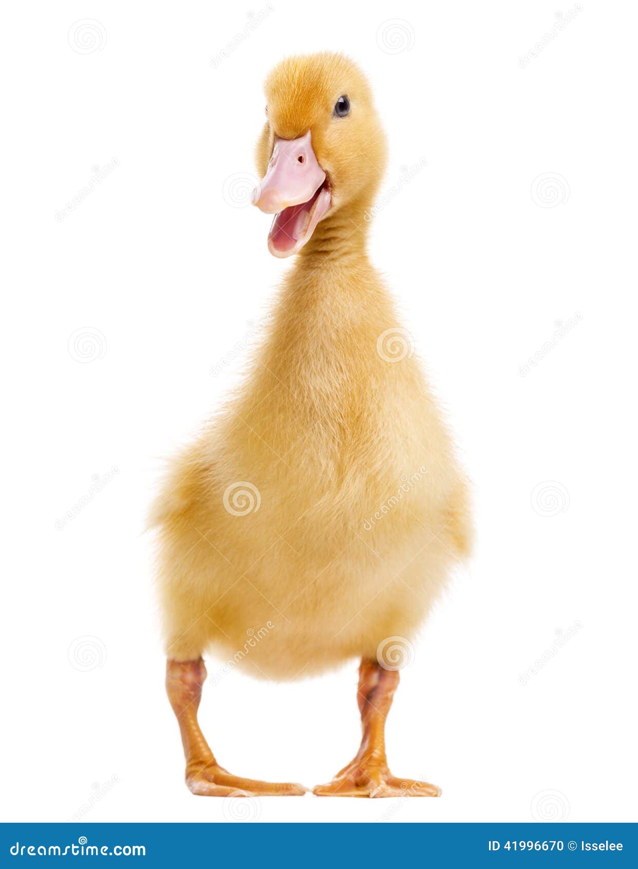 Quacking Young Muscovy Duck Isolated Royalty-Free Stock Photography ...