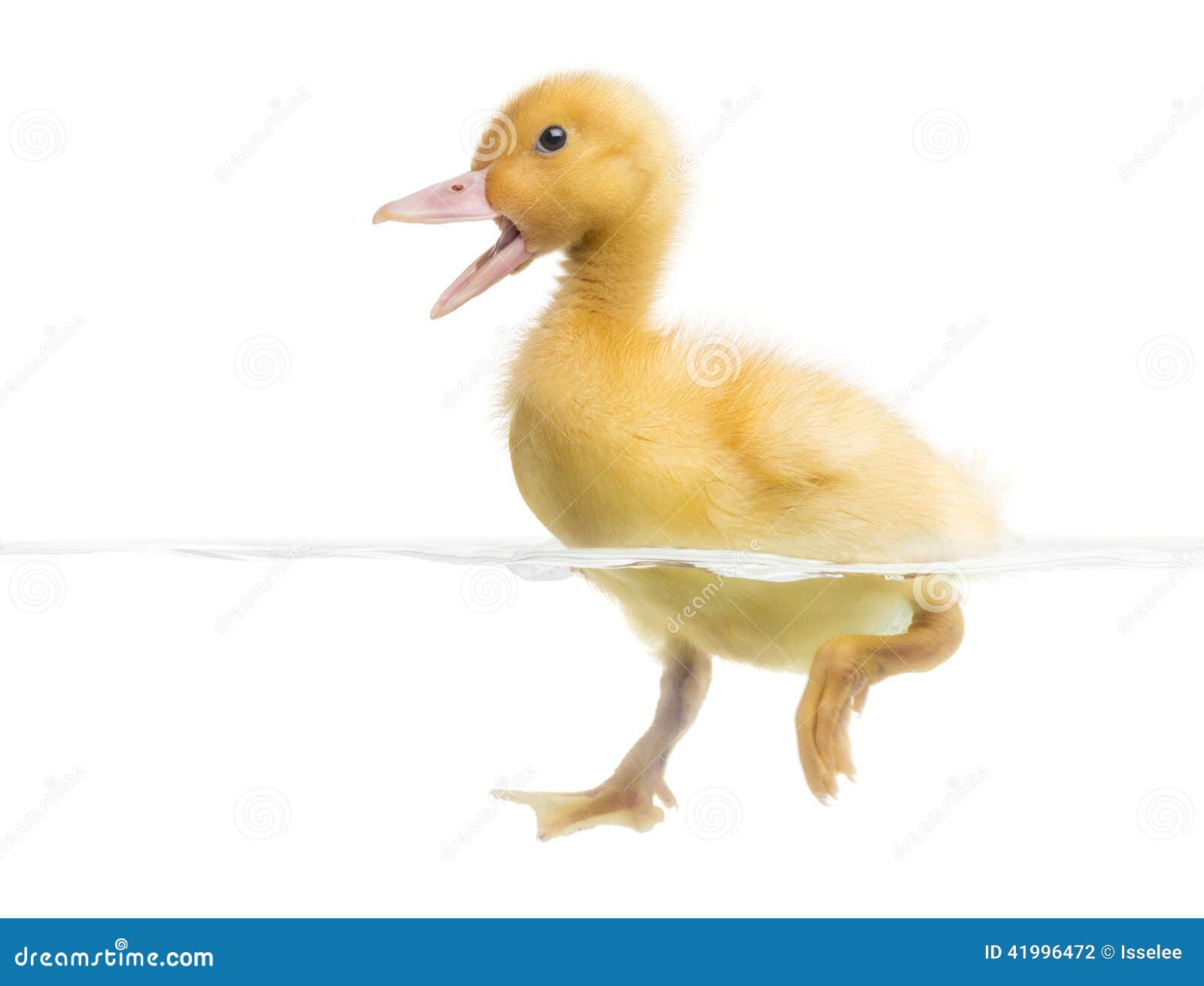 Quacking Young Muscovy Duck Isolated Royalty-Free Stock Photography ...