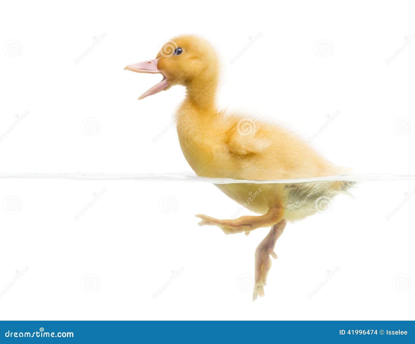 Quacking Young Muscovy Duck Isolated Royalty-Free Stock Photography ...