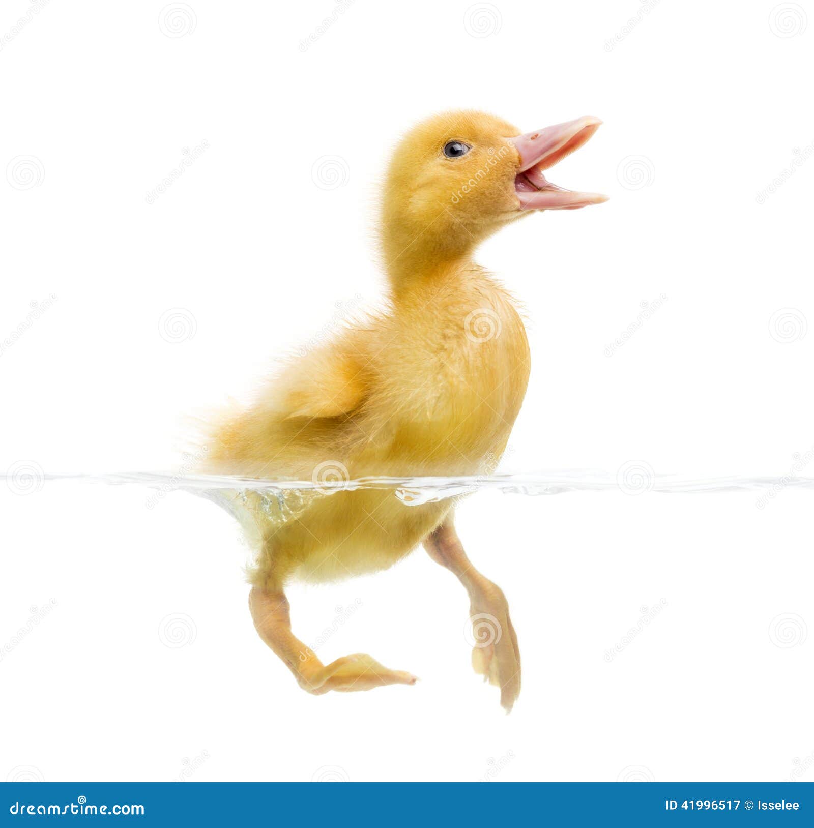 Duckling 7 Days Old Swimming Quacking Isolated Stock Photos - Free ...