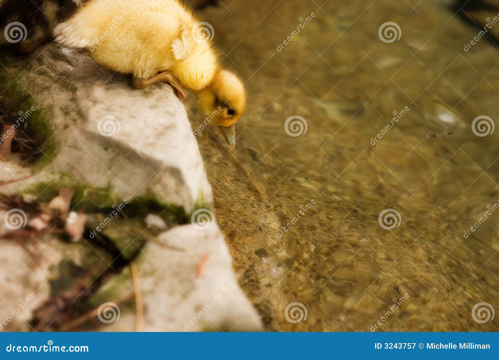Duckling Dive stock image. Image of animal, wildlife, wing - 3243757