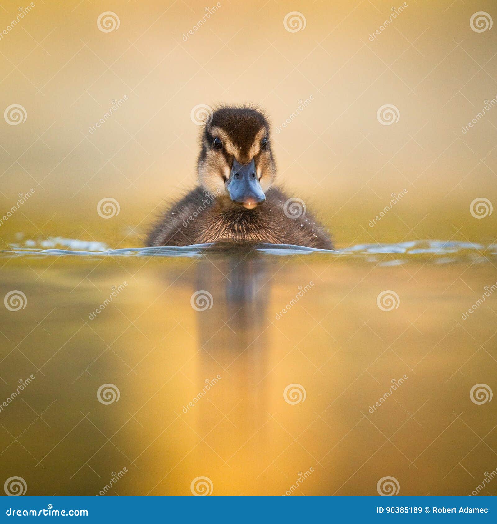 Duckling stock image. Image of green, farm, beauty, small - 90385189