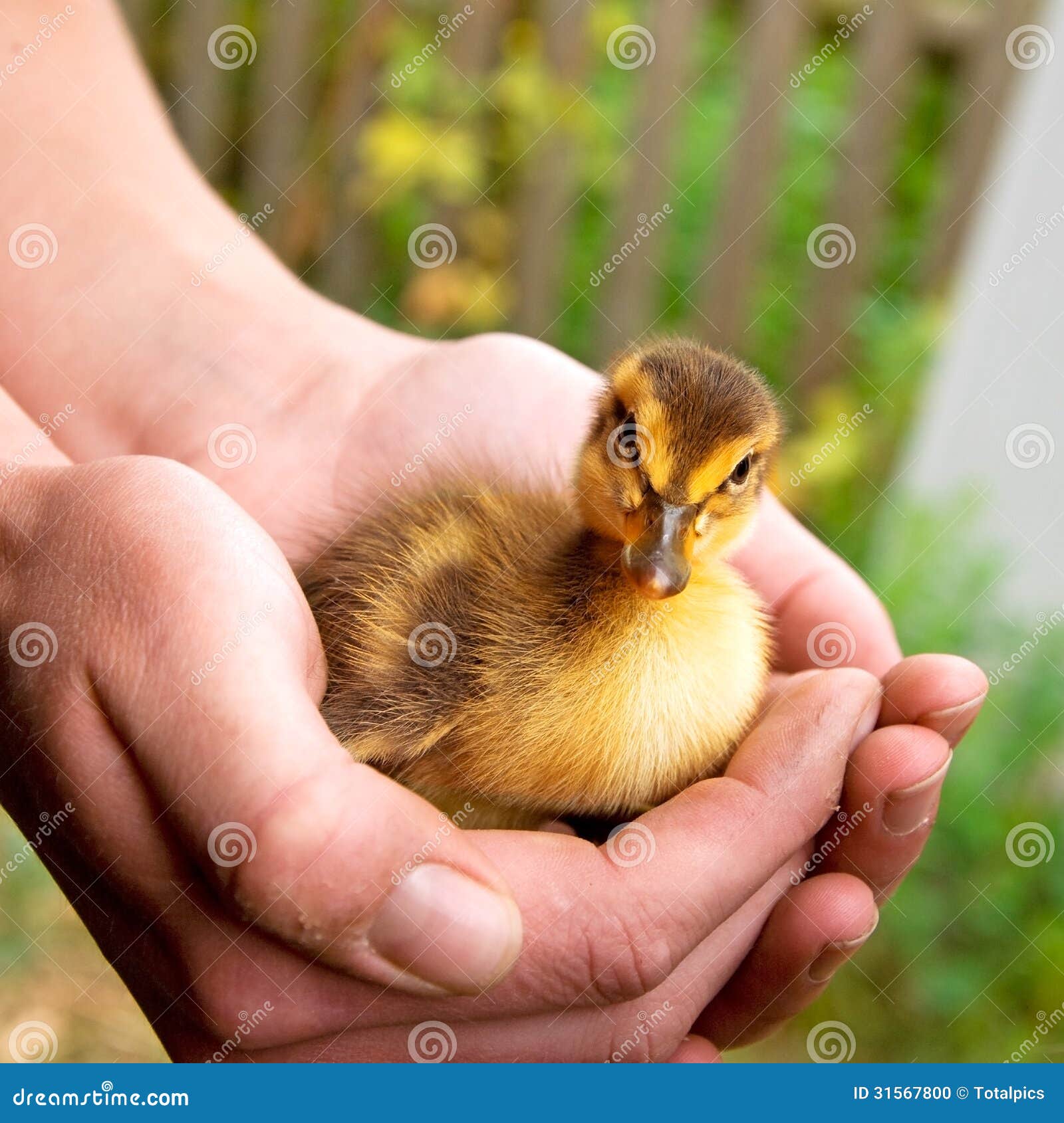 Duckling duck stock photo. Image of duck, hatchling, born - 31567800