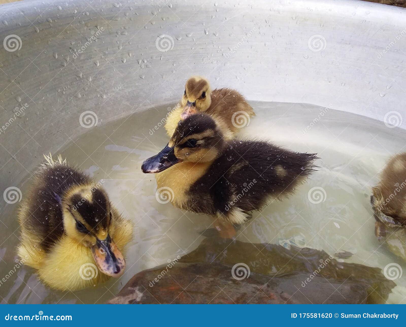 Duckling / Duck Taking Bath Stock Photo - Image of duck, bath: 175581620