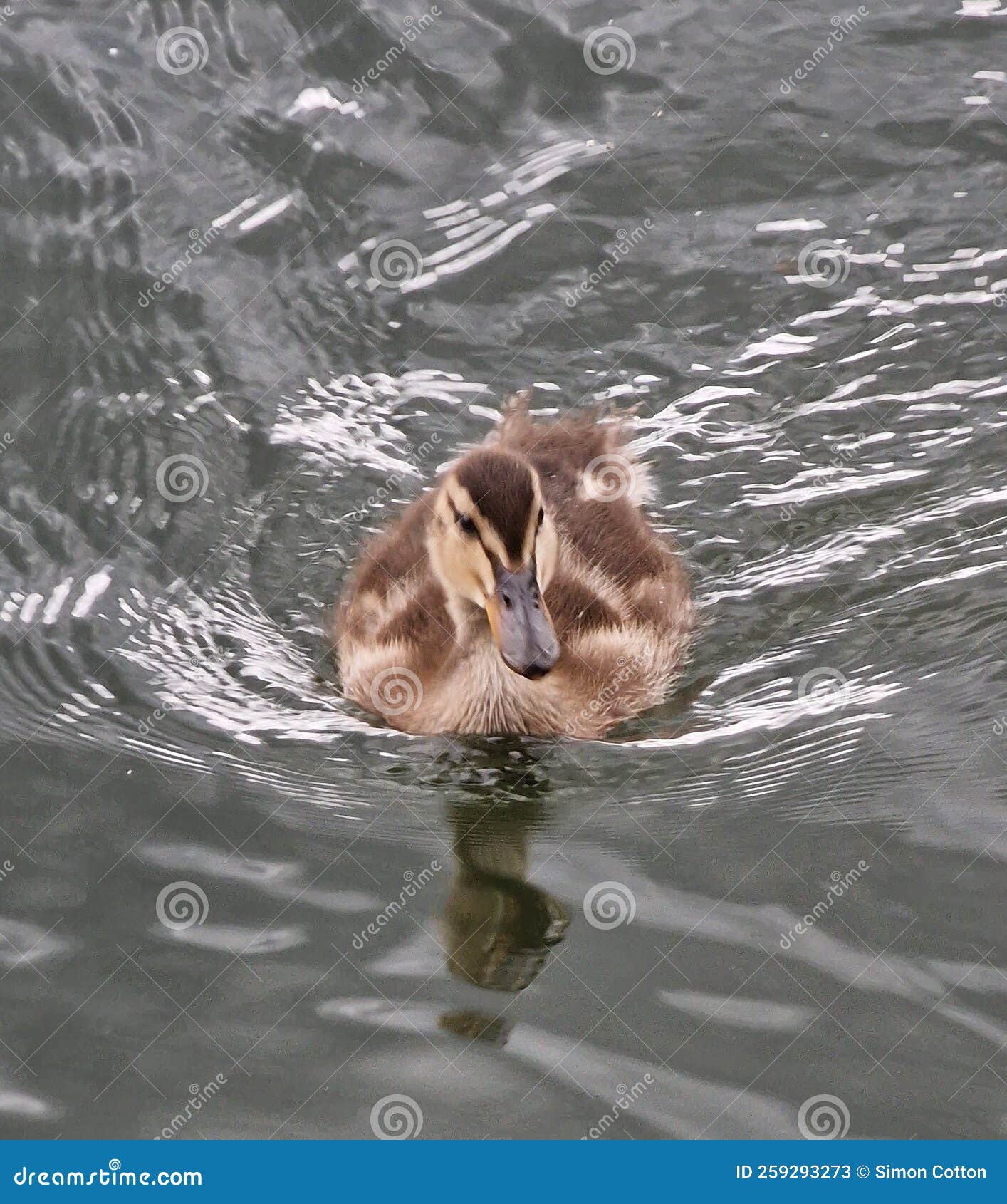 Warsop Stock Photos - Free & Royalty-Free Stock Photos from Dreamstime