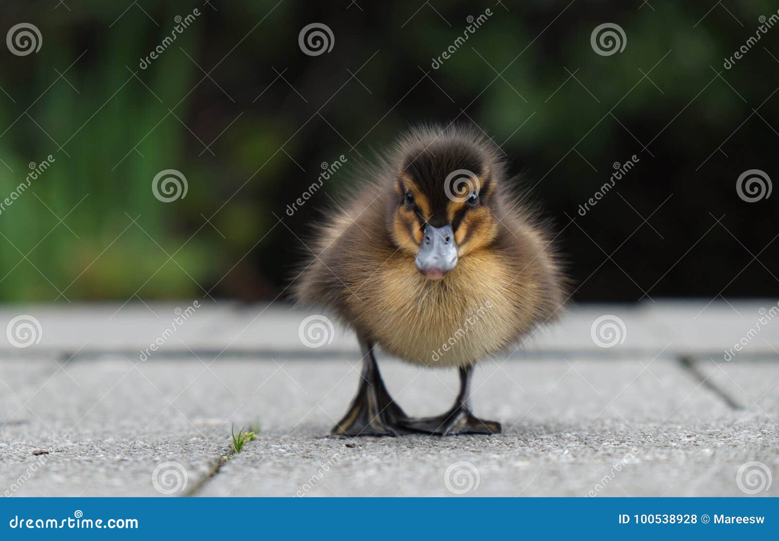 Duckling stock photo. Image of fuzzy, little, small - 100538928