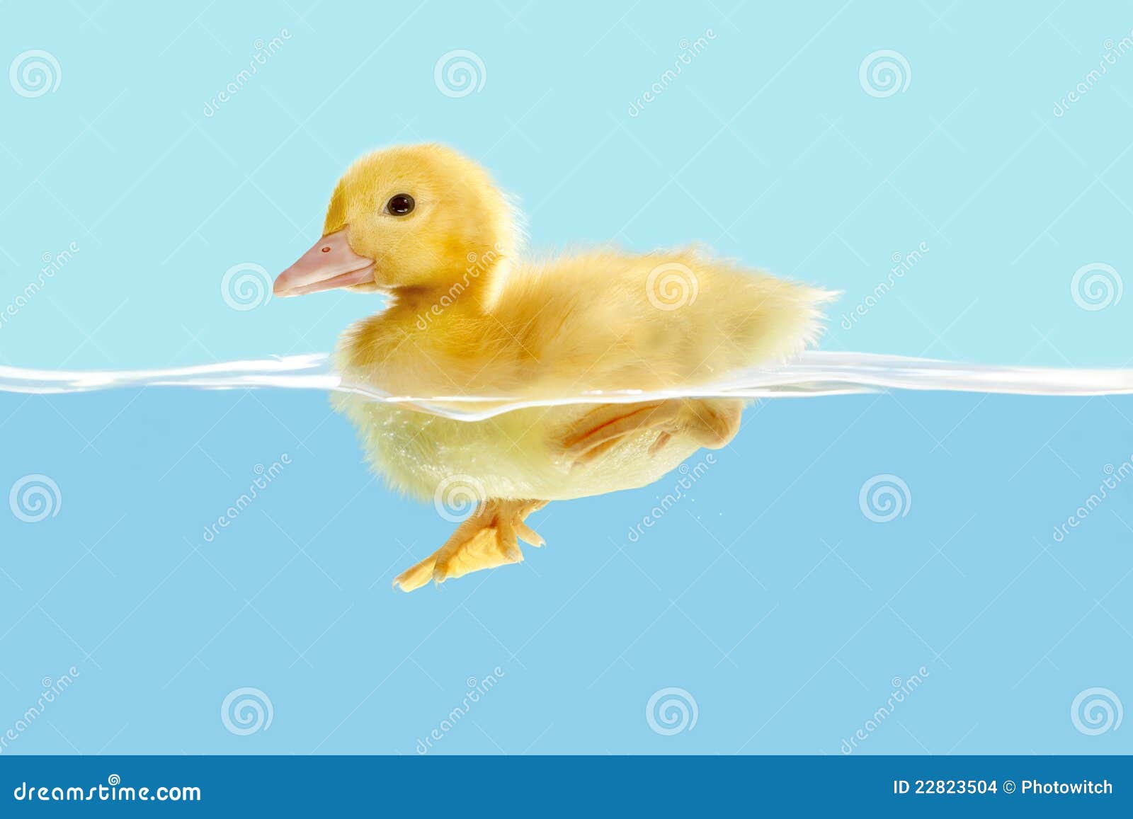 Duckling first swim stock photo. Image of small, young - 22823504