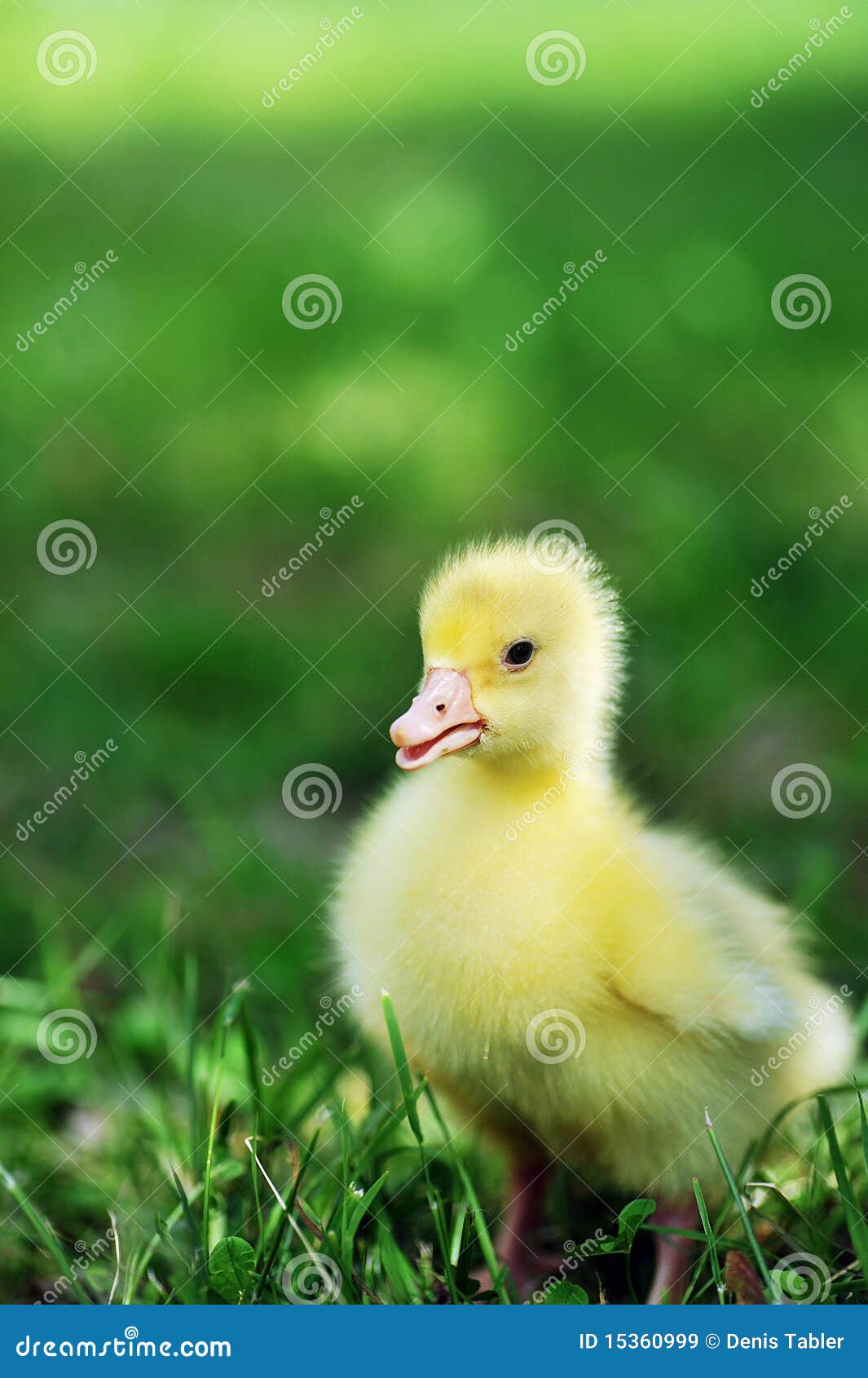 Duckling on green grass stock image. Image of village - 15360999