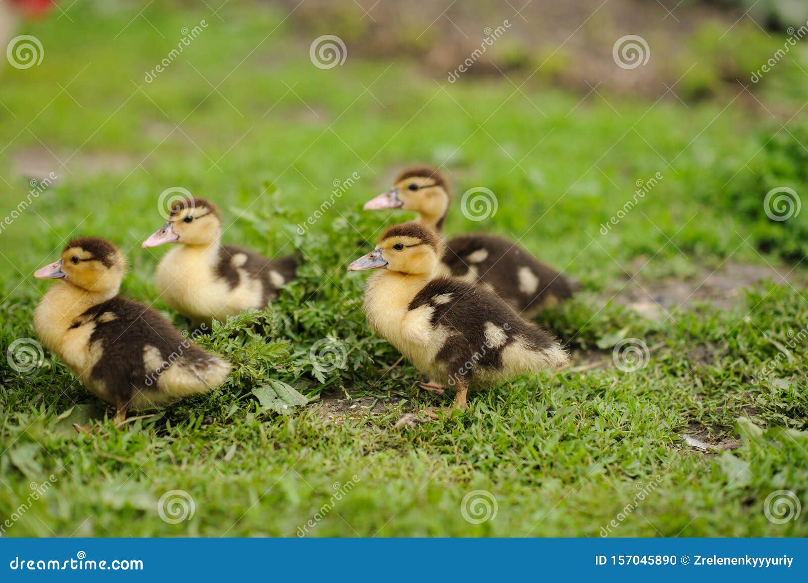 Duckling stock photo. Image of feather, background, nature - 157045890