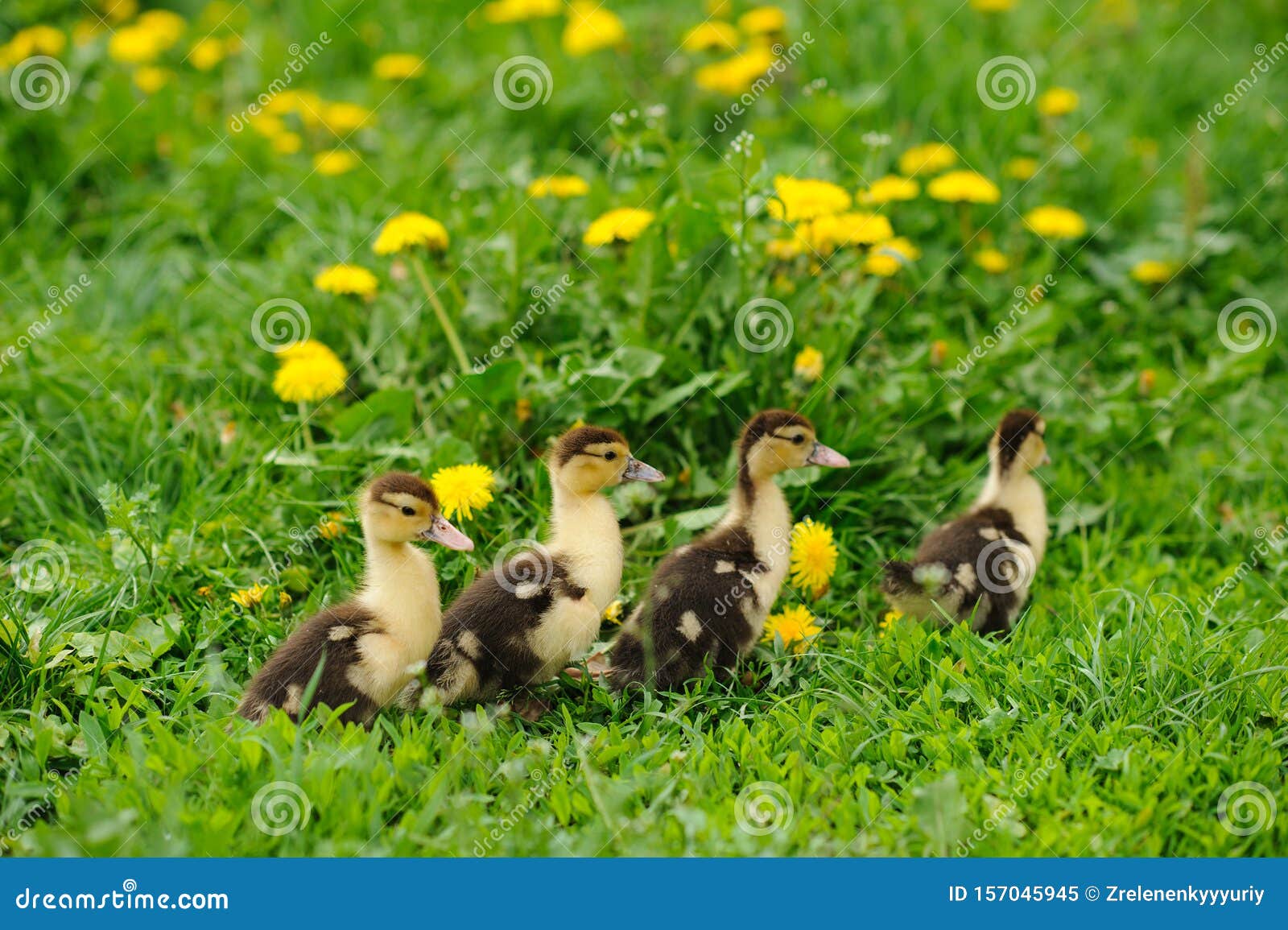 Duckling stock image. Image of domestic, beauty, agriculture - 157045945