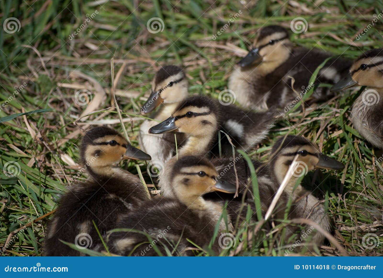 Duckling Group I stock photo. Image of animals, nature - 10114018