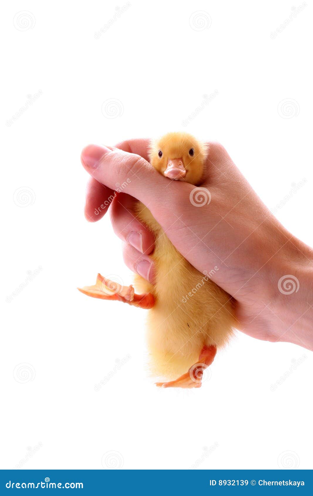 Duckling on the hand stock image. Image of detail, yellow - 8932139