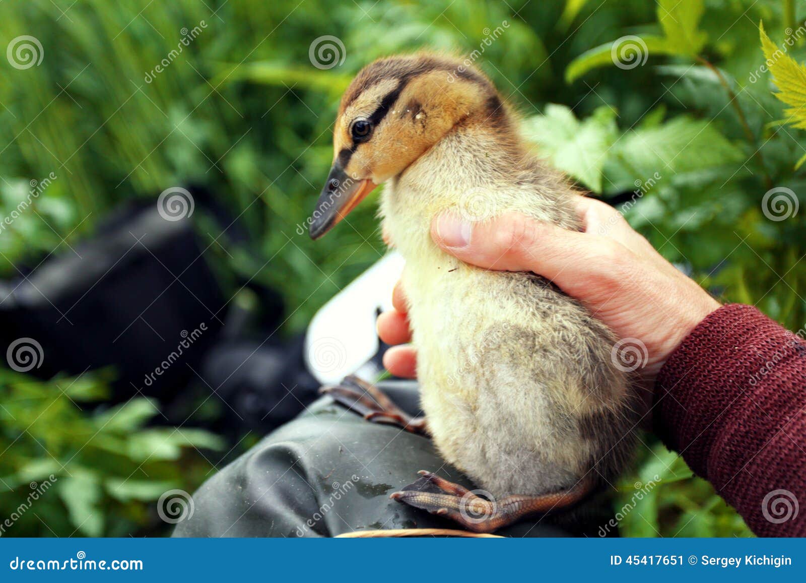 Duckling in hand portrait stock image. Image of cute - 45417651