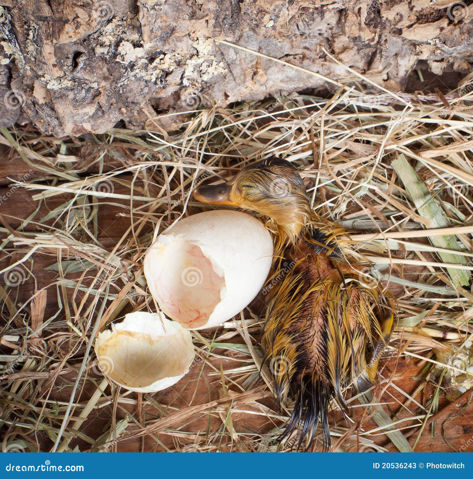 Duckling hatching stock image. Image of chicken, eggs - 20536243
