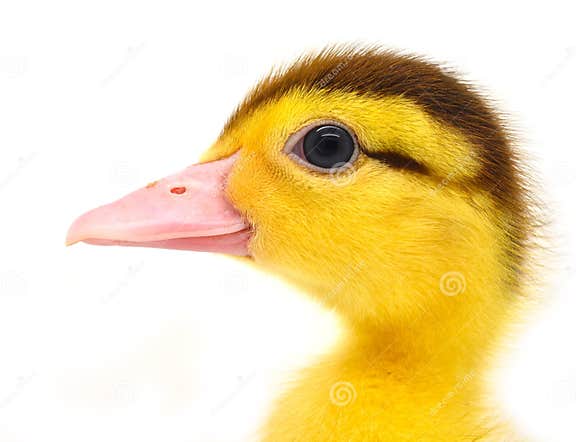 Duckling stock photo. Image of duckling, white, webbed - 43104808