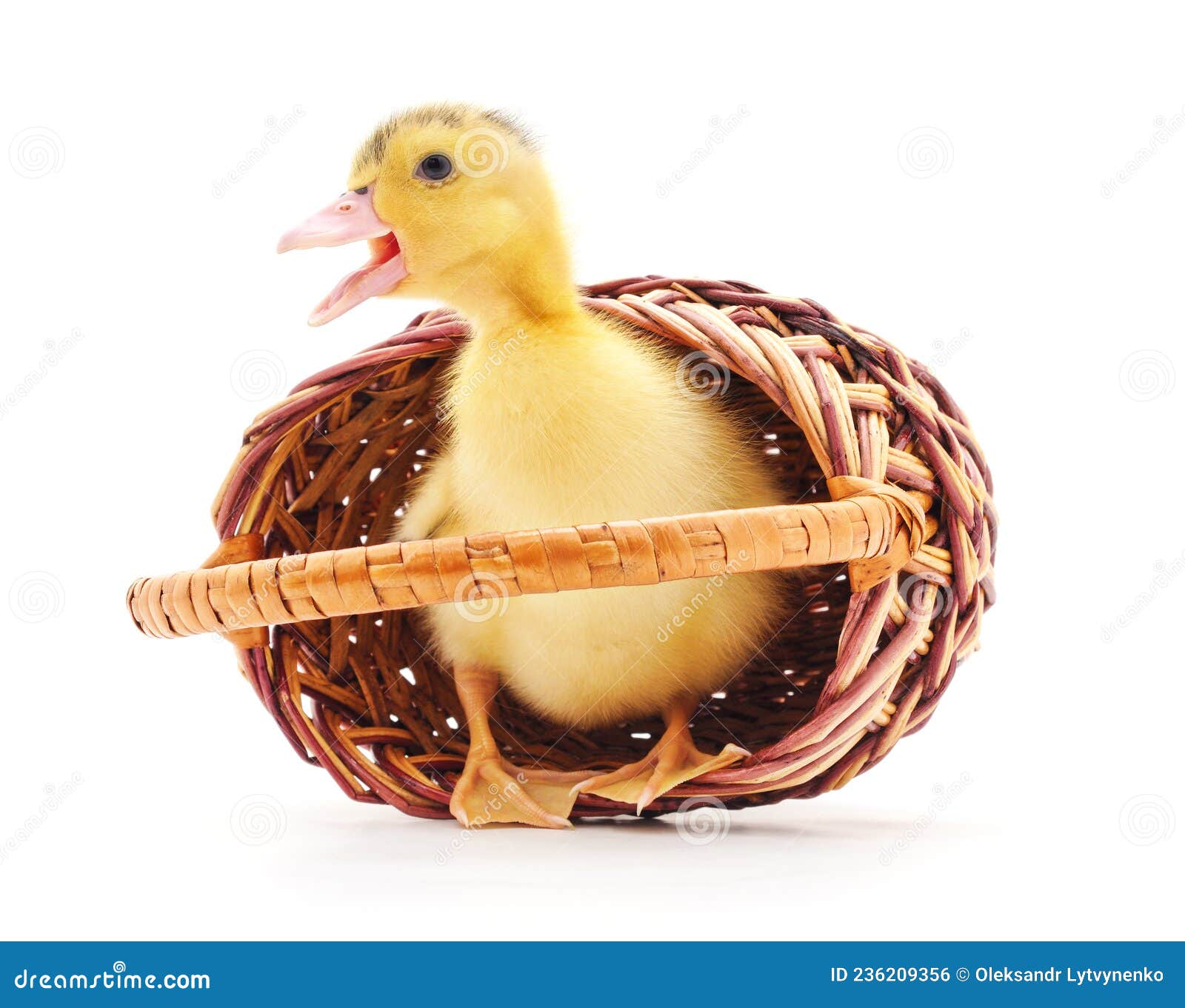 Duckling in an Inverted Basket Stock Photo - Image of duckling, baby ...