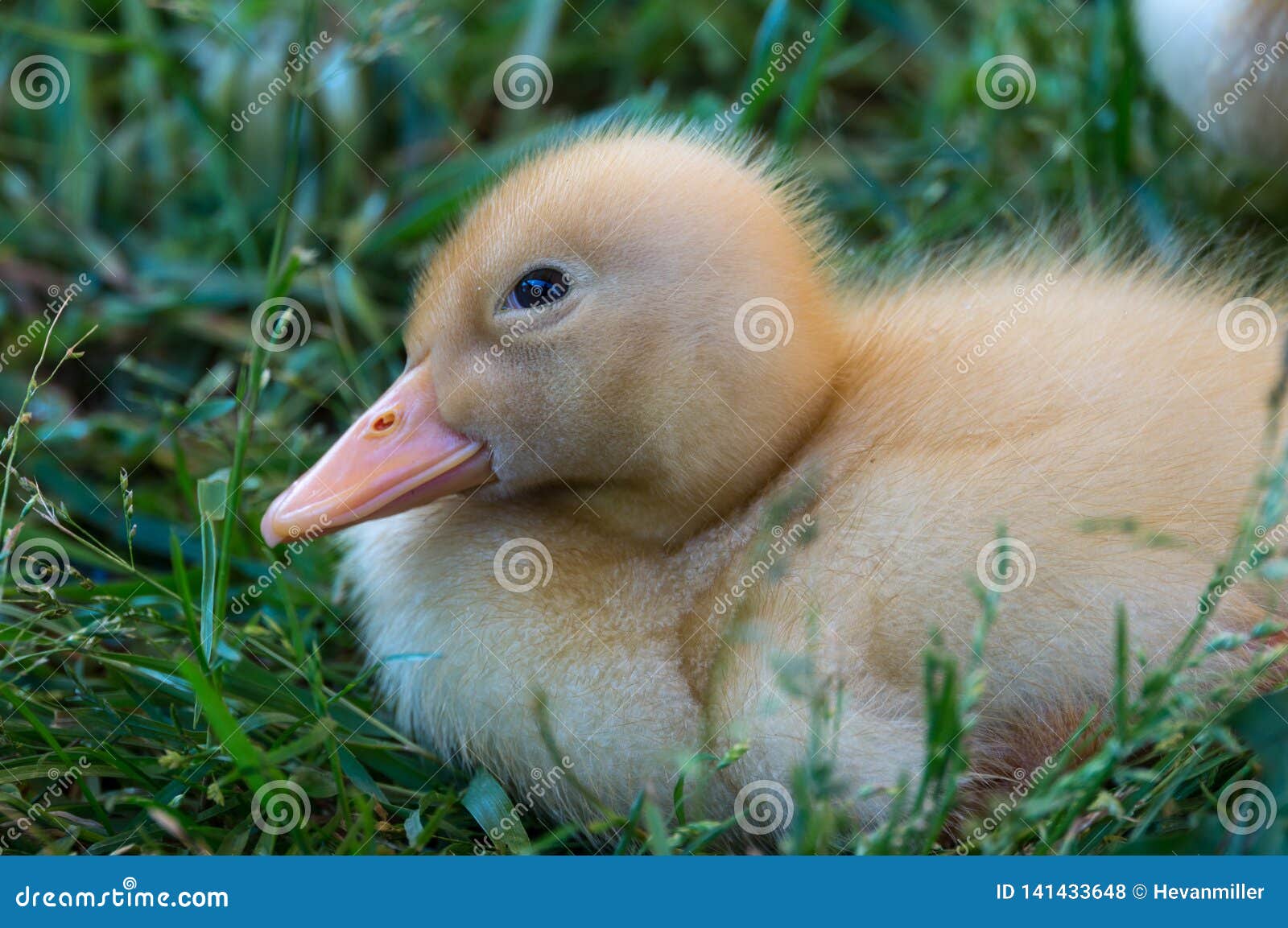 Fuzzy Yellow Baby Duck Curled Up in a Bed of Green Grass in Spring ...
