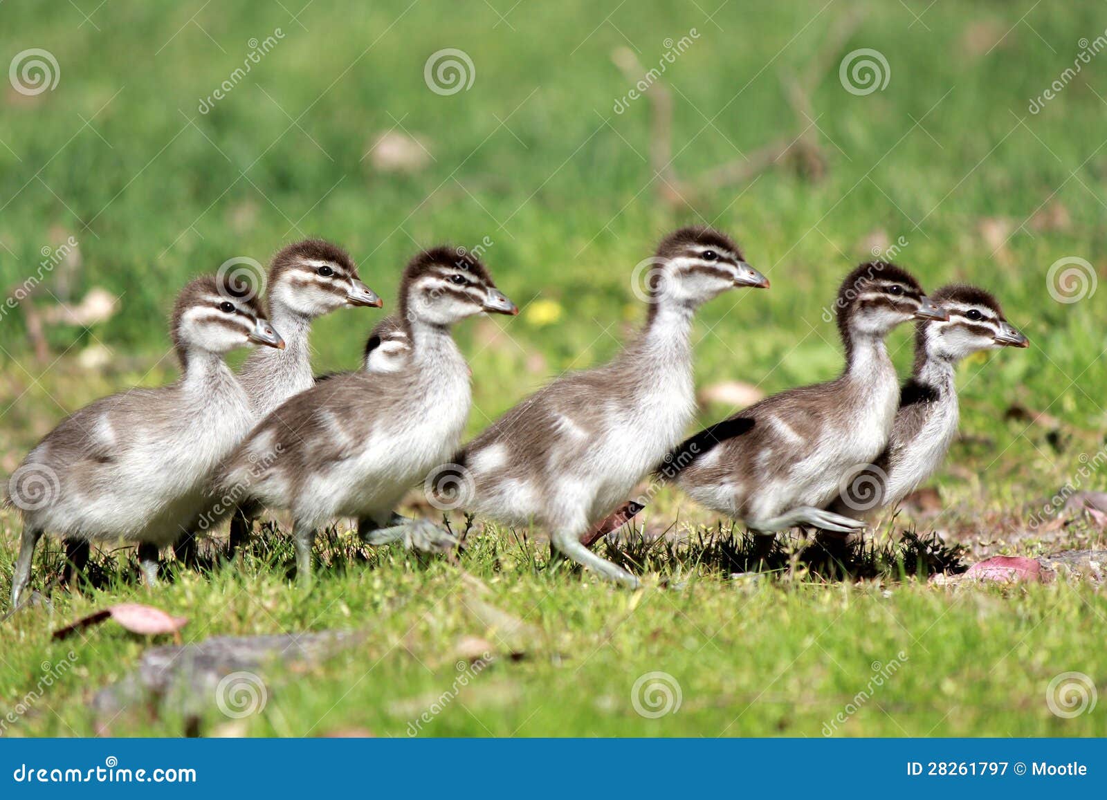 Duckling line stock image. Image of ducks, together, ducklings - 28261797