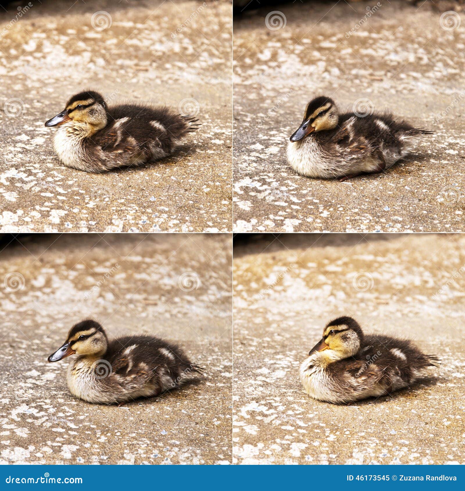 Duckling stock image. Image of duckling, duck, small - 46173545