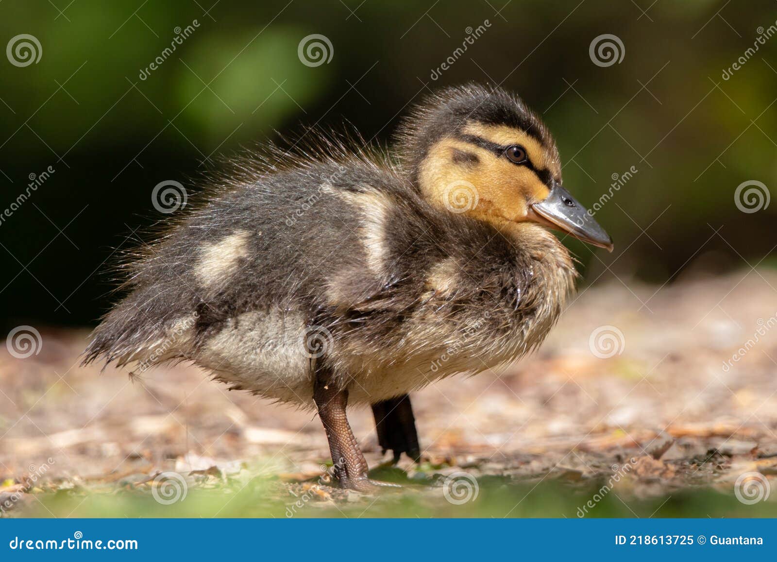 Cute little duckling bird stock image. Image of animal - 218613725