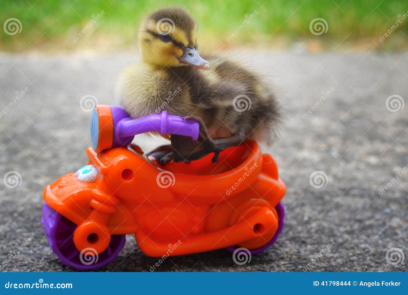Duckling Motorcycle Dude stock photo. Image of funny - 41798444