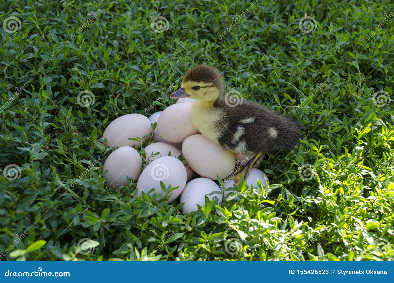 Duckling near the eggs stock image. Image of green, fowl - 155426523