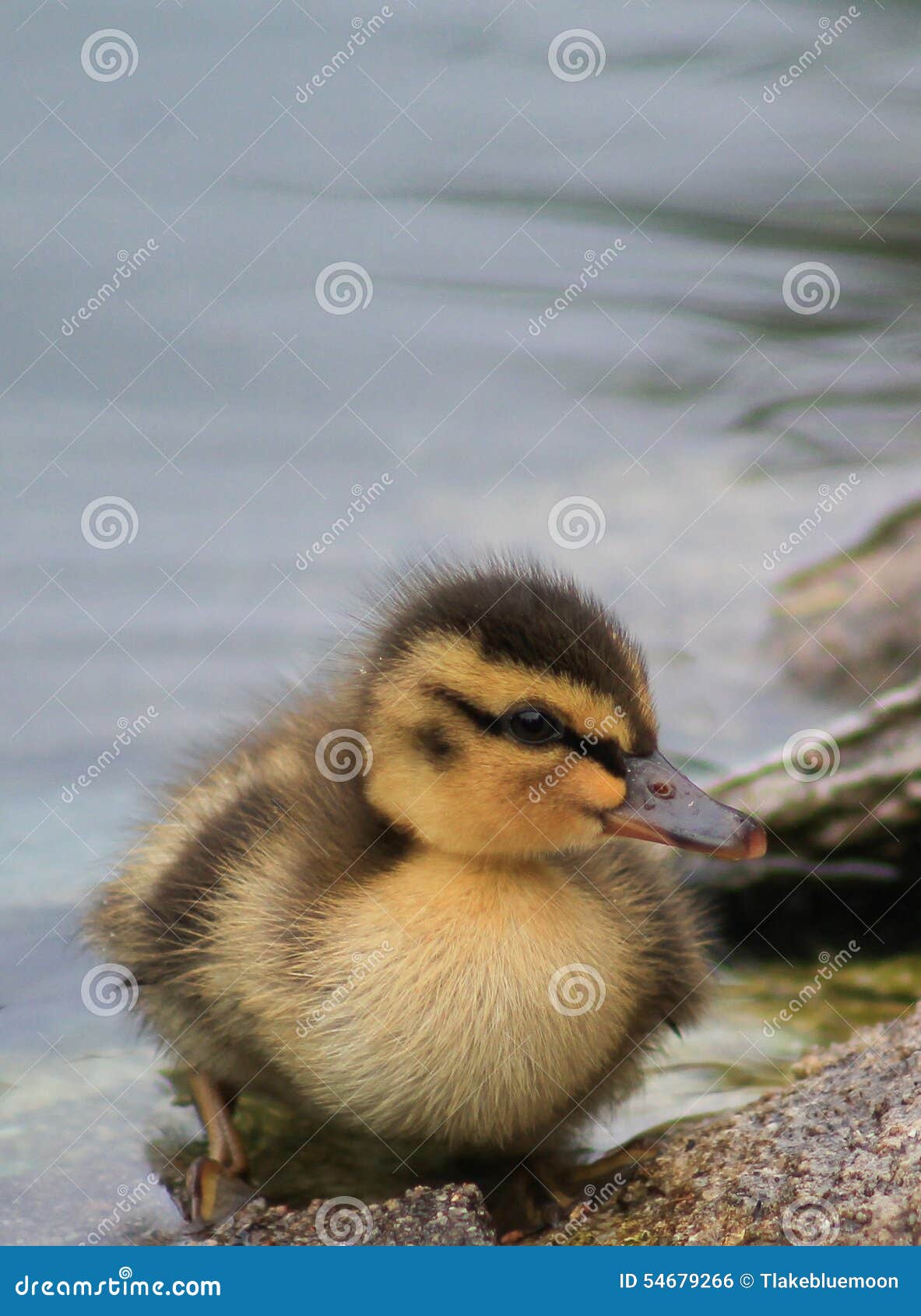 Duckling One Step To Shore. Stock Photo - Image of bird, edge: 54679266