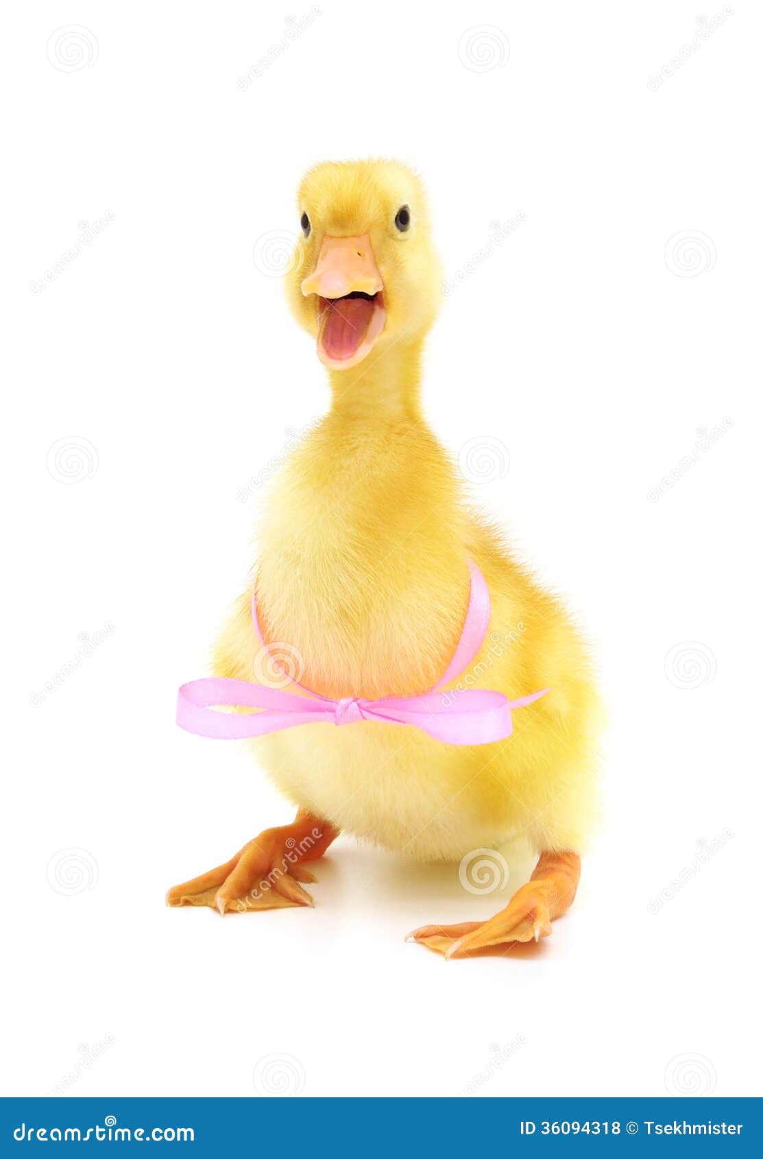 Duckling stock photo. Image of spring, born, animal, chicks - 36094318