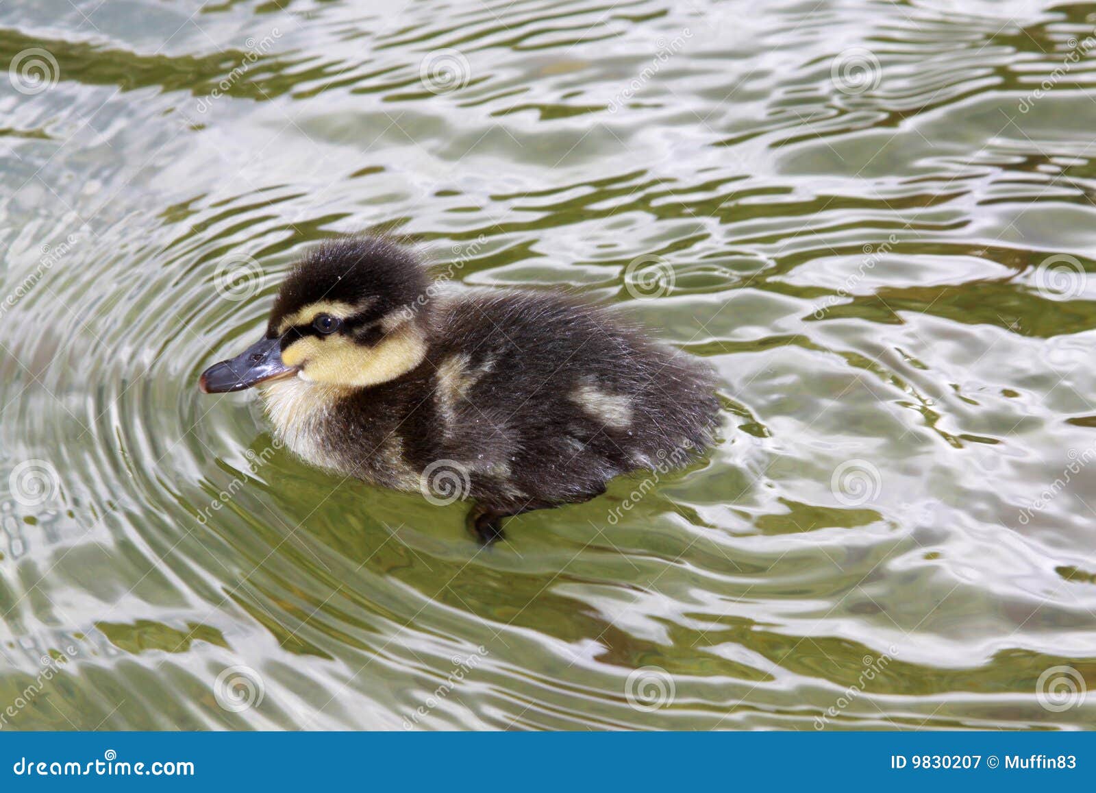 Duckling in a pond stock image. Image of water, duck, feathers - 9830207