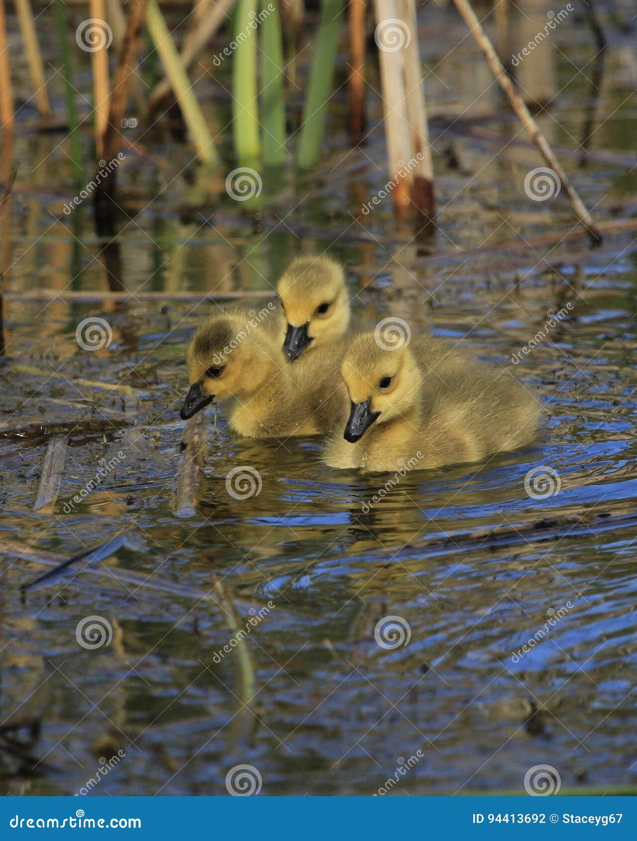 Duckling pond stock photo. Image of swim, duckling, duck - 94413692