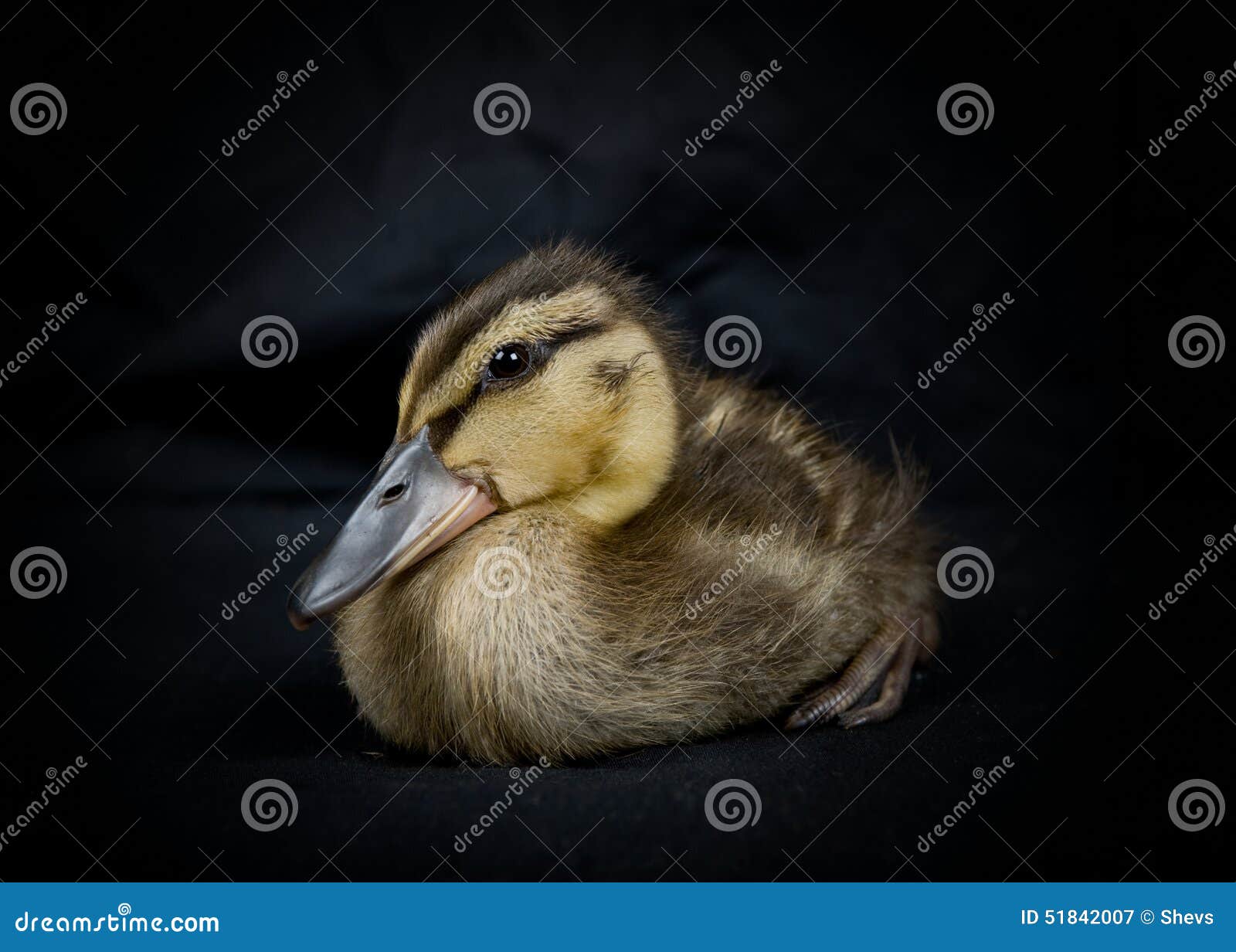 Duckling portrait stock image. Image of duck, wild, adorable - 51842007