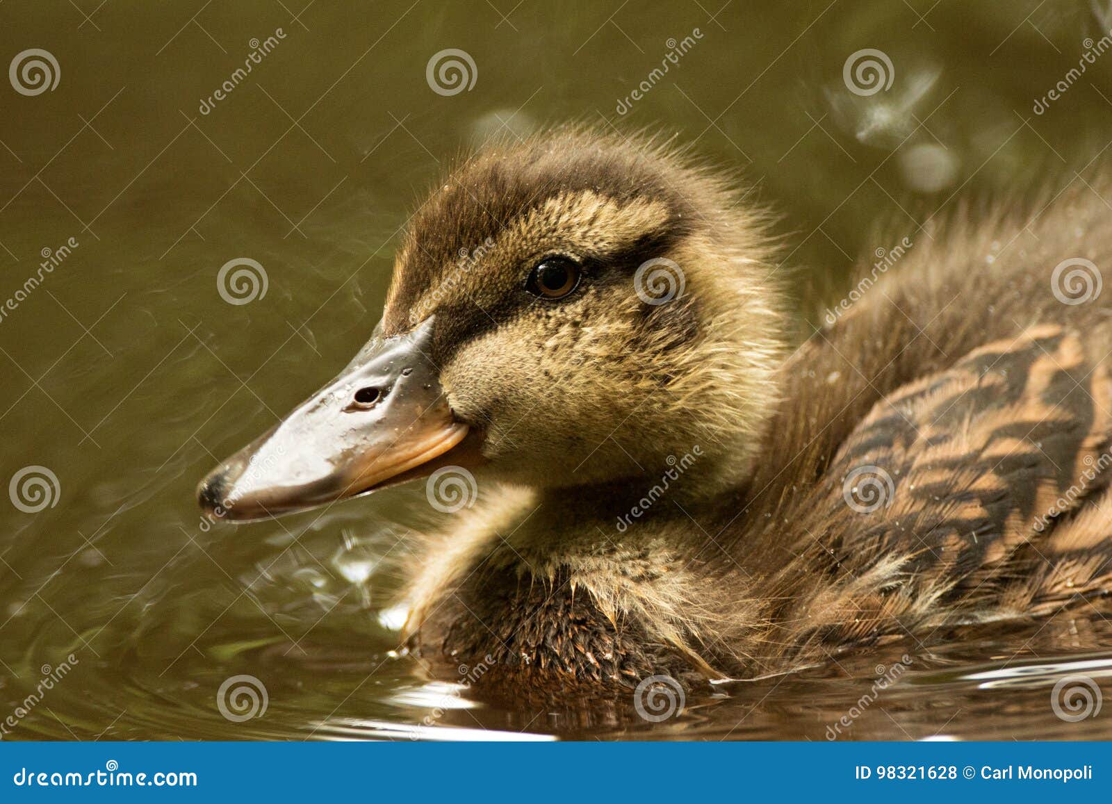 Duckling Portrait stock photo. Image of young, animal - 98321628
