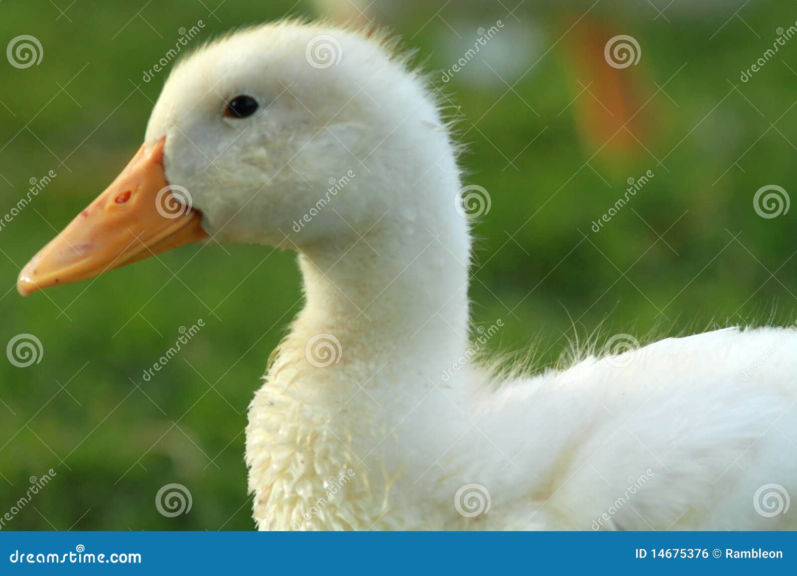 Duckling profile stock photo. Image of fresh, young, cuddly - 14675376