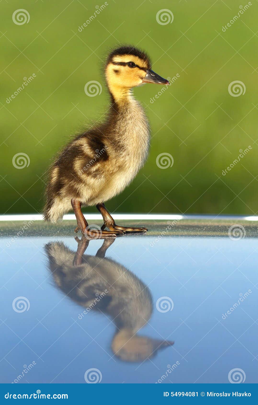 Duckling reflection stock image. Image of canard, small - 54994081