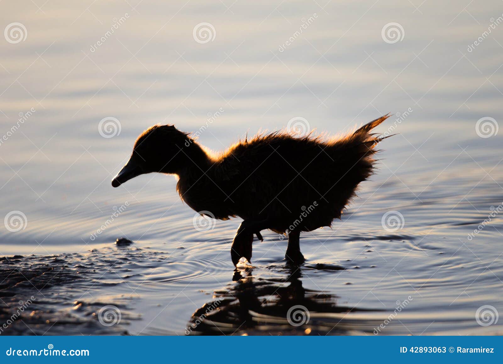 Duckling silhouette stock image. Image of silhouette - 42893063