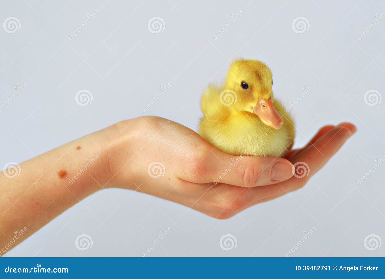 A Duckling Sitting in My Hand! Stock Image - Image of soft, hatch: 39482791