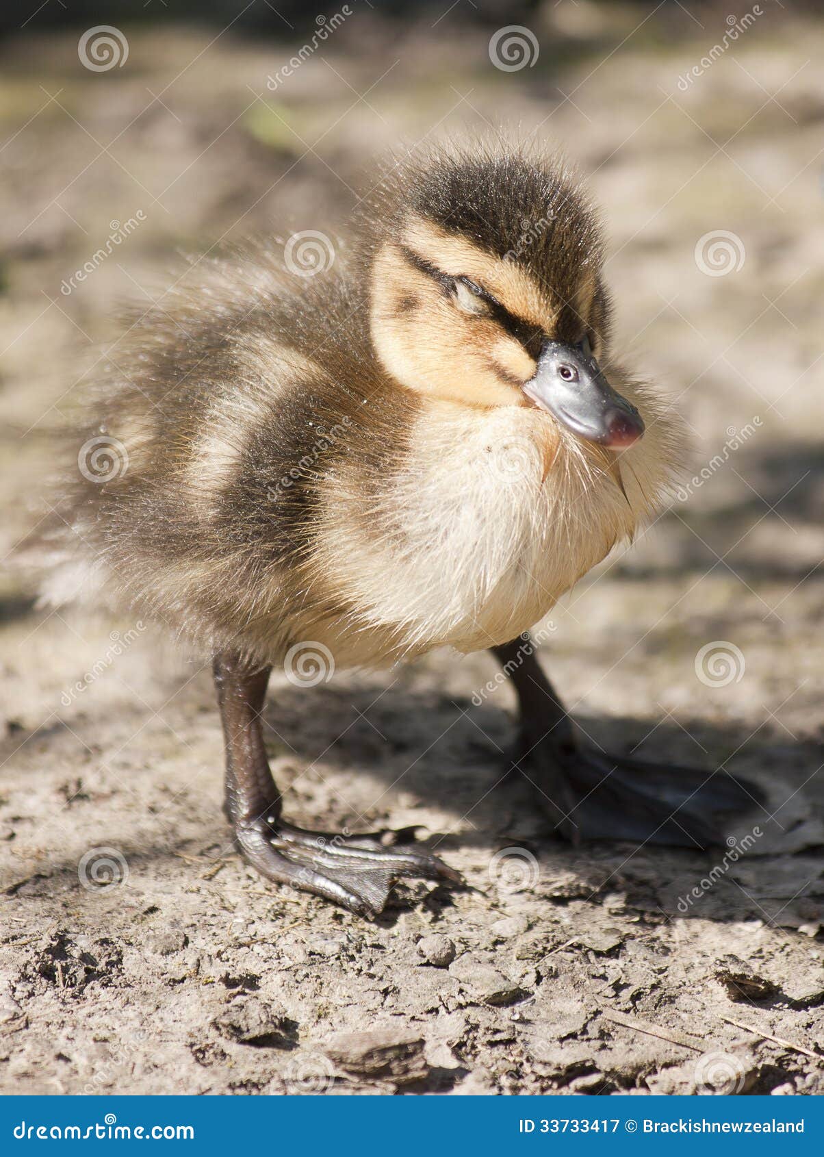 Duckling stock image. Image of animal, newborn, small - 33733417