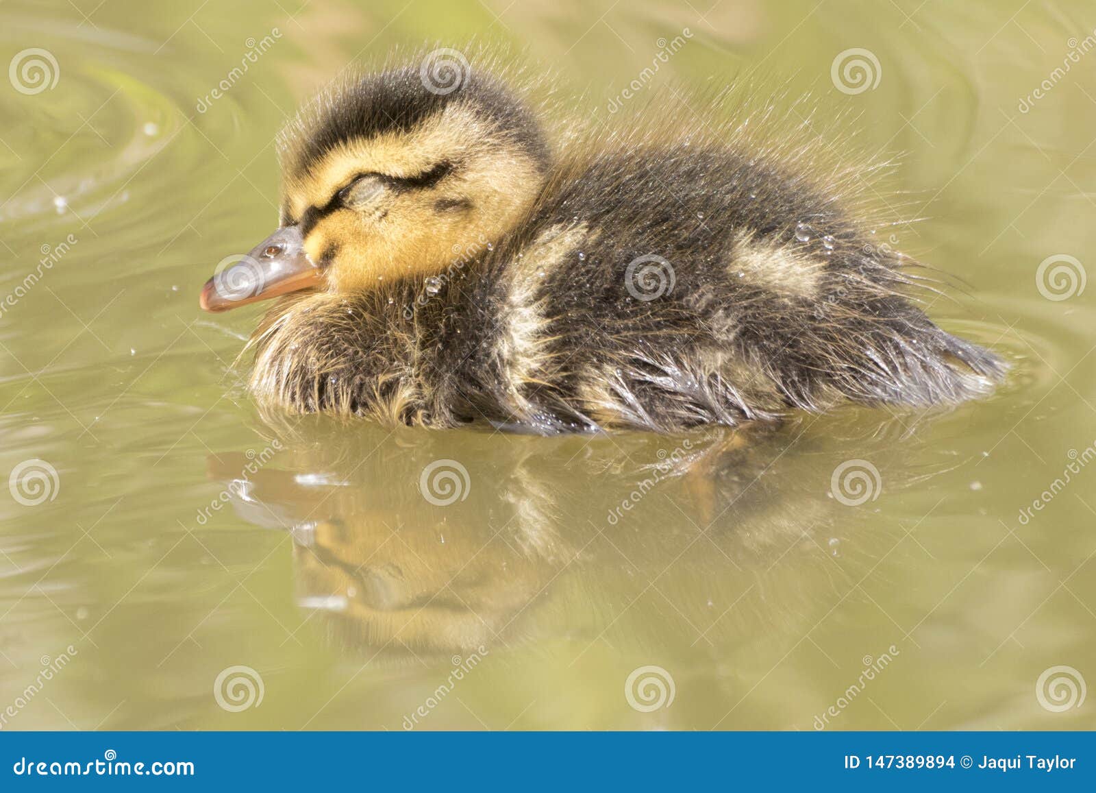Duckling Sleeping on the Water Stock Photo - Image of small, baby ...
