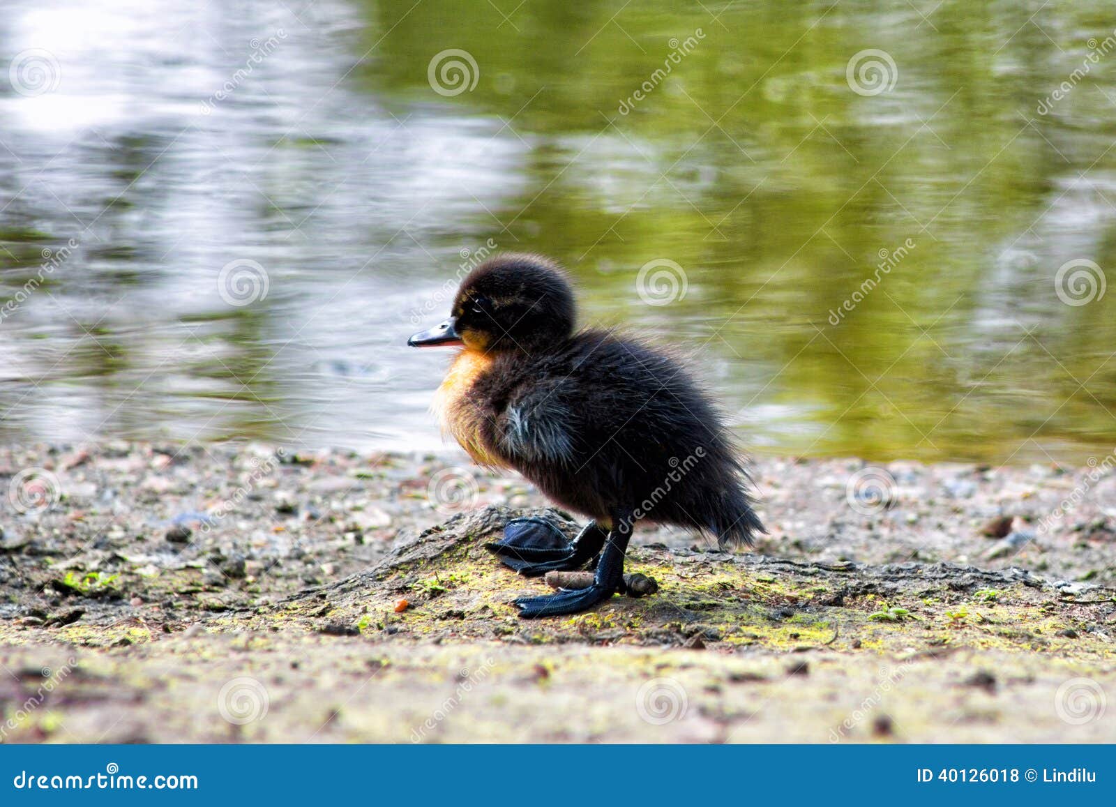 Duckling stock photo. Image of duckling, feathers, bird - 40126018
