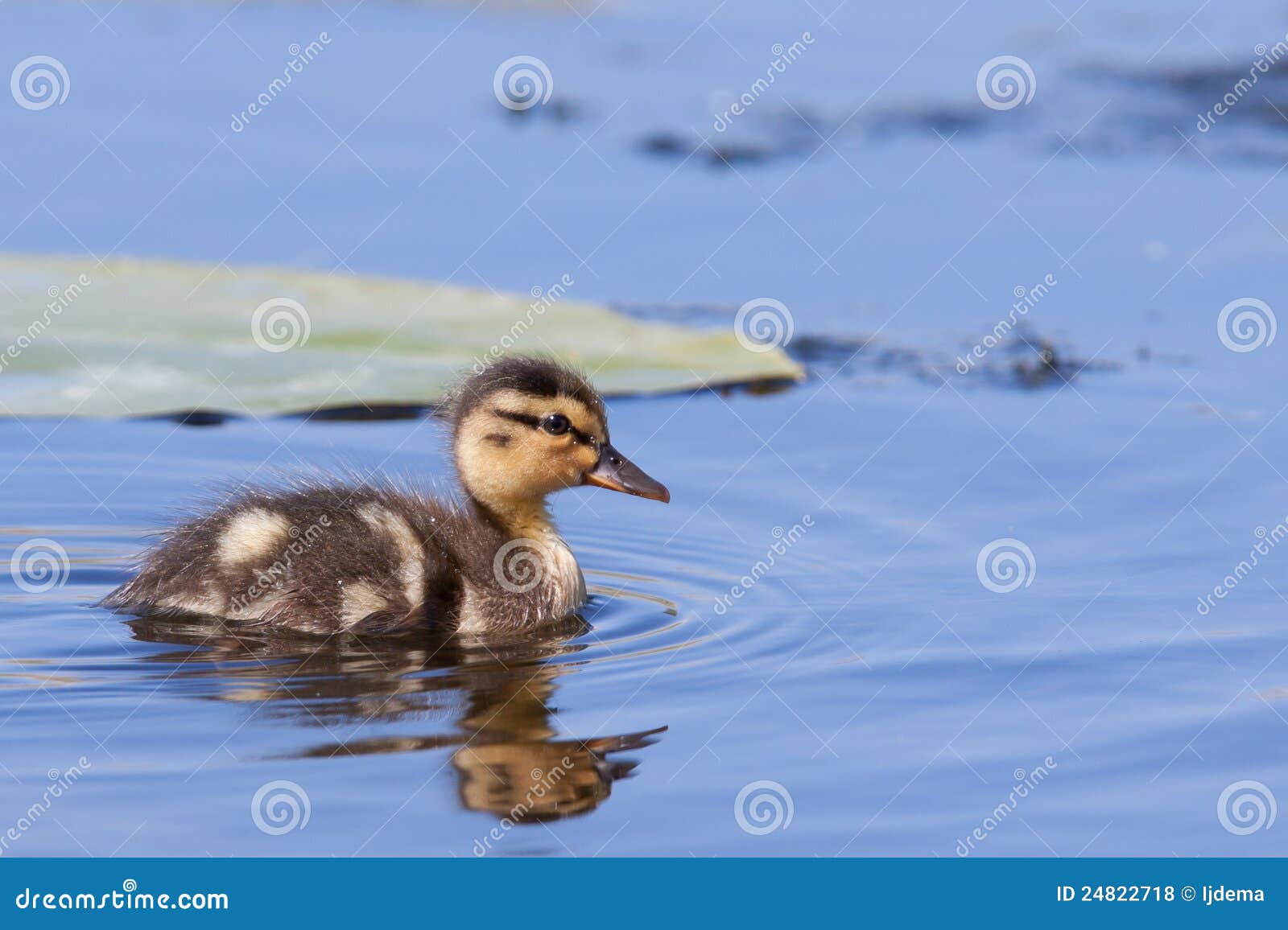 Duckling swimming stock photo. Image of nature, lake - 24822718