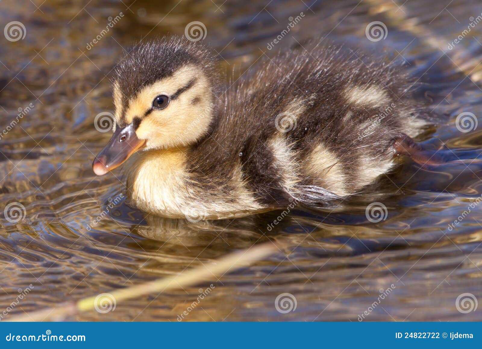 Duckling swimming stock photo. Image of female, lily - 24822722