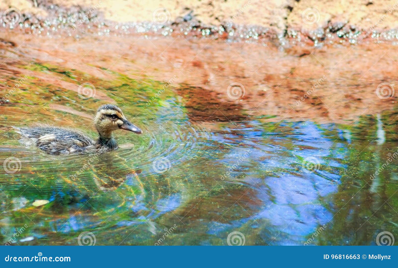 A duckling swimming stock image. Image of swim, nature - 96816663