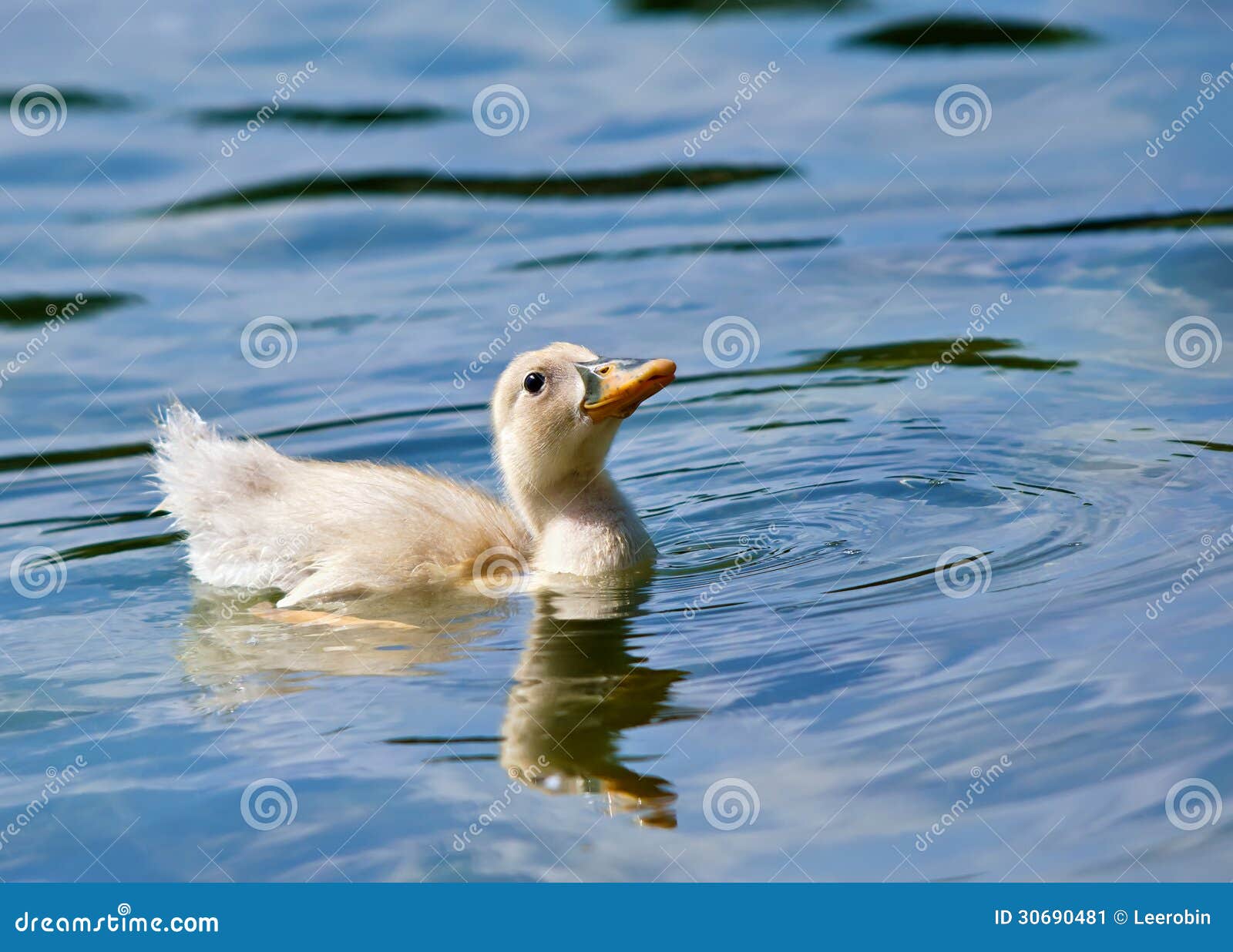 Duckling Swimming in the Lake Stock Image - Image of animal, blue: 30690481