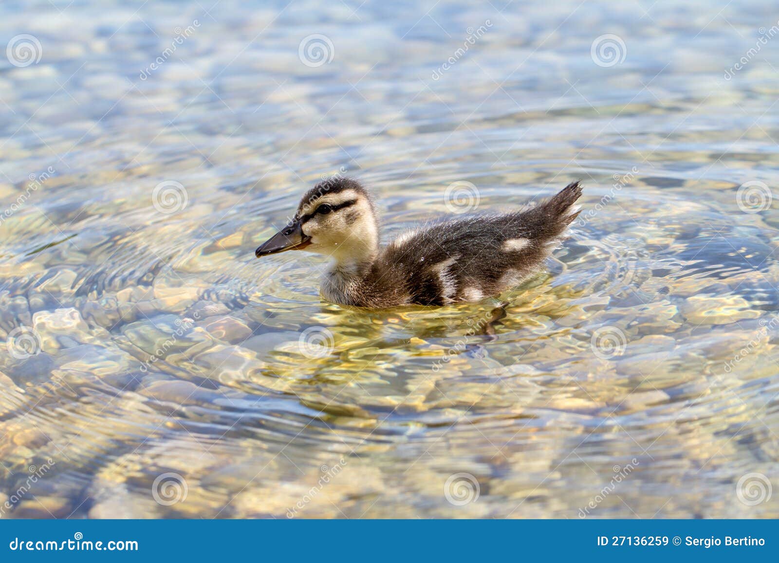 Duckling swimming on pond stock image. Image of baby - 27136259