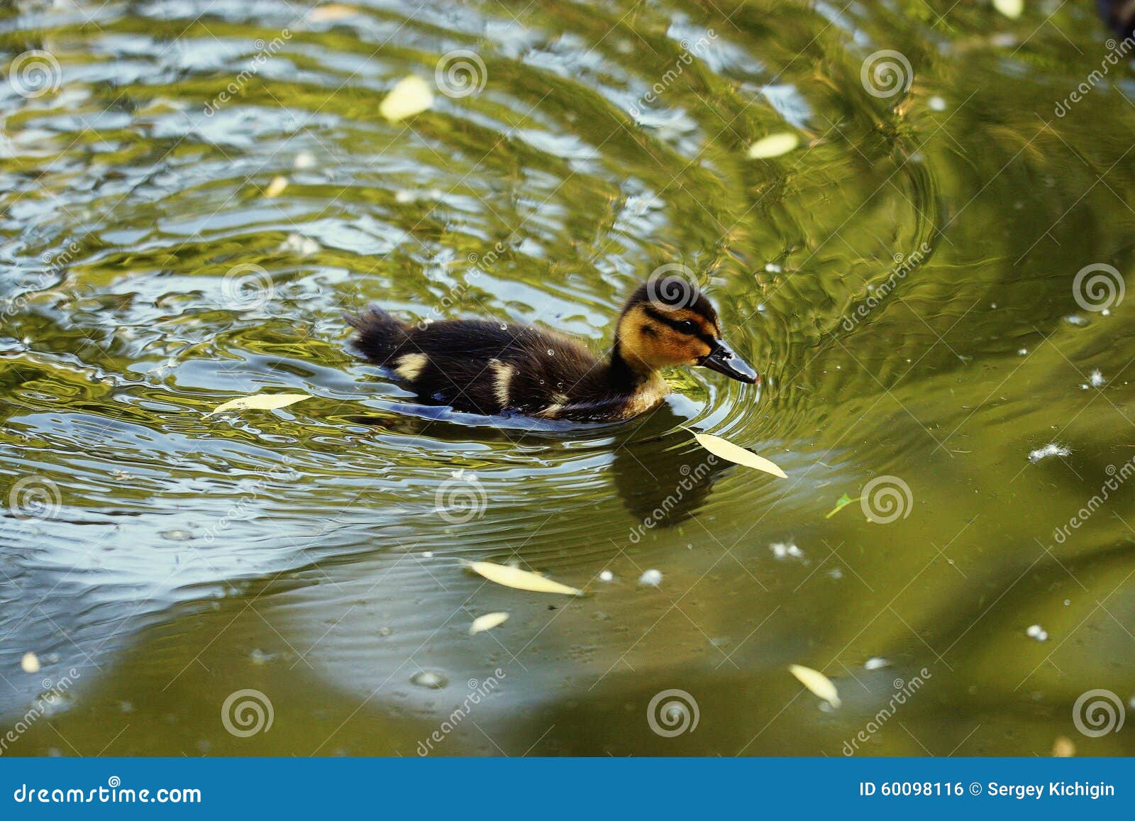 Duckling swimming in pond stock photo. Image of migrating - 60098116
