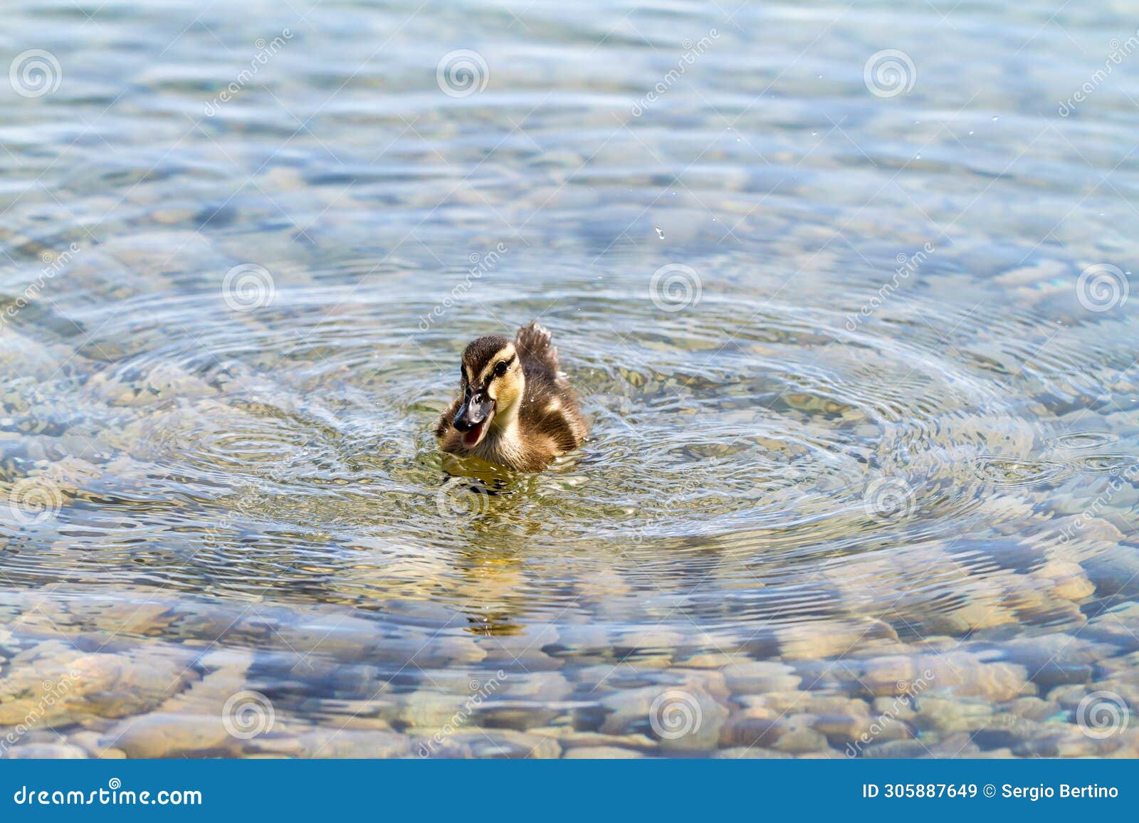 Duckling swimming on pond stock image. Image of cute - 305887649
