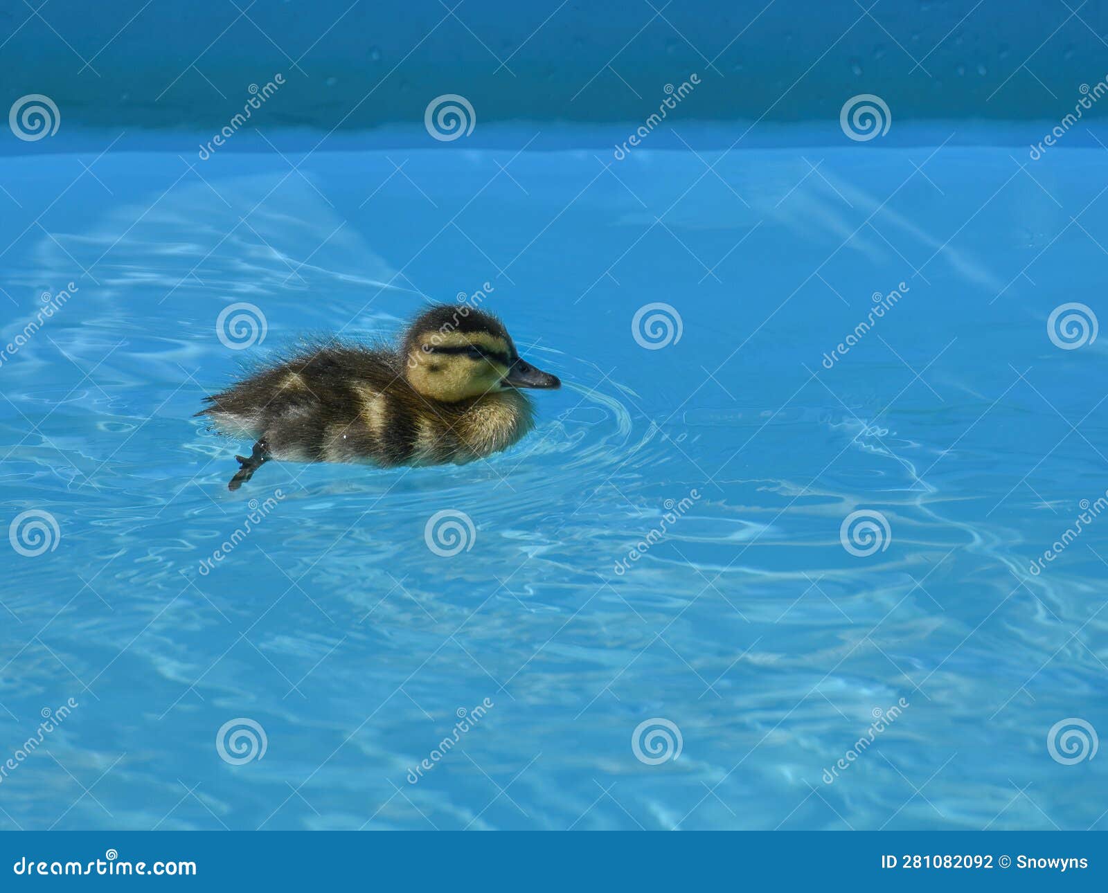Duckling Swimming in the Pool Stock Photo - Image of duckling, bird ...