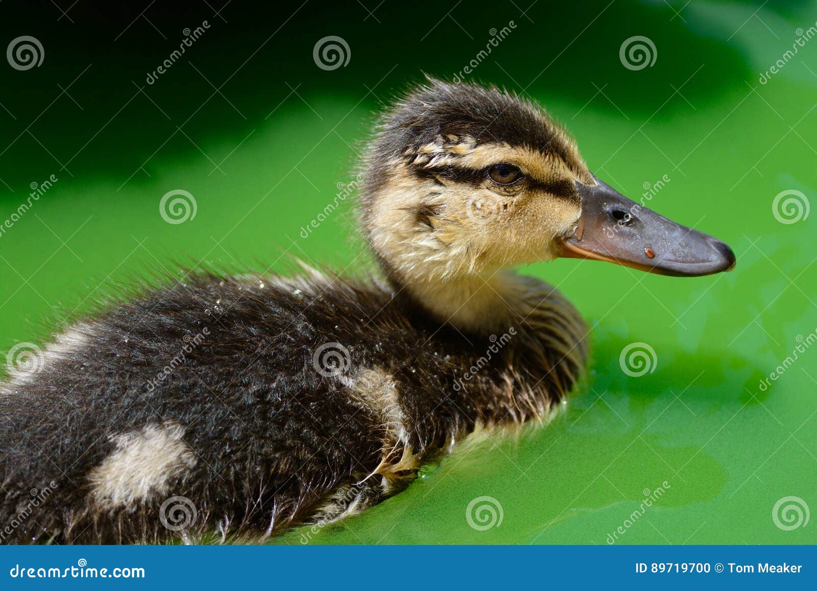 Duckling swimming stock photo. Image of swimming, bird - 89719700