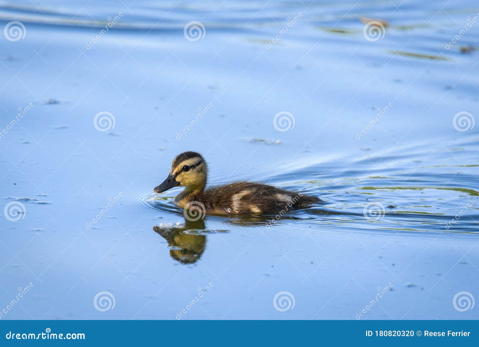 Duckling swimming in water stock photo. Image of young - 180820320