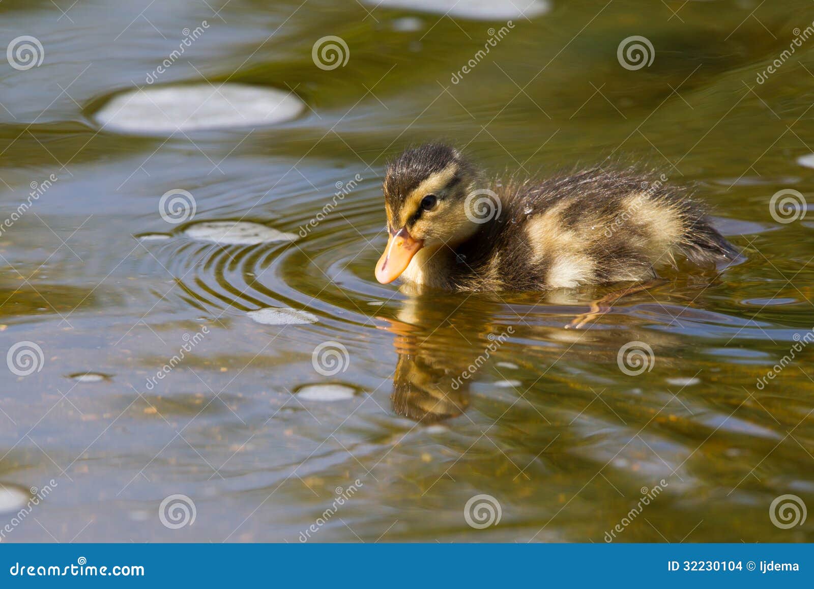 Duckling swimming in water stock photo. Image of nature - 32230104